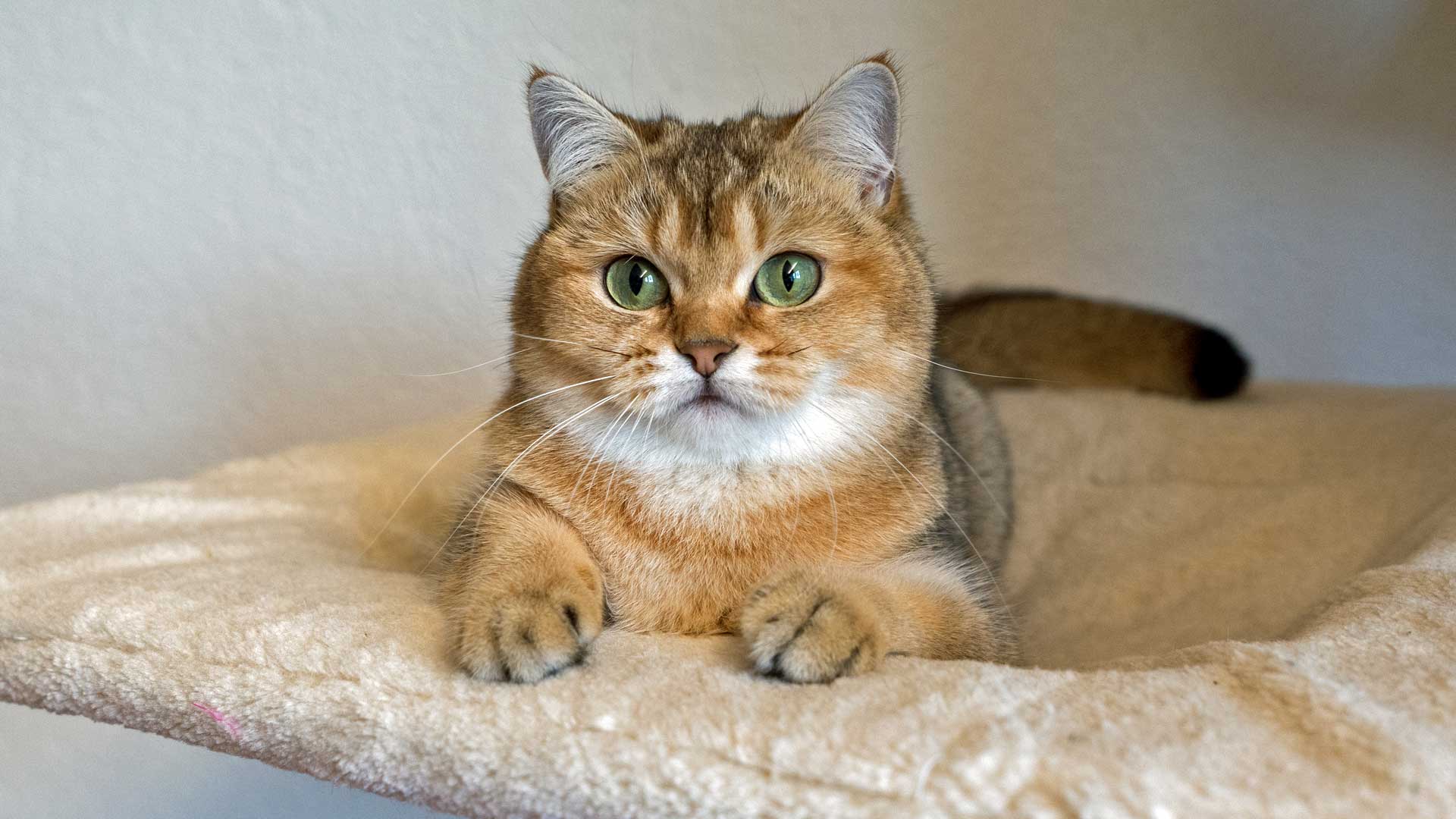 of Magic Green Eyes